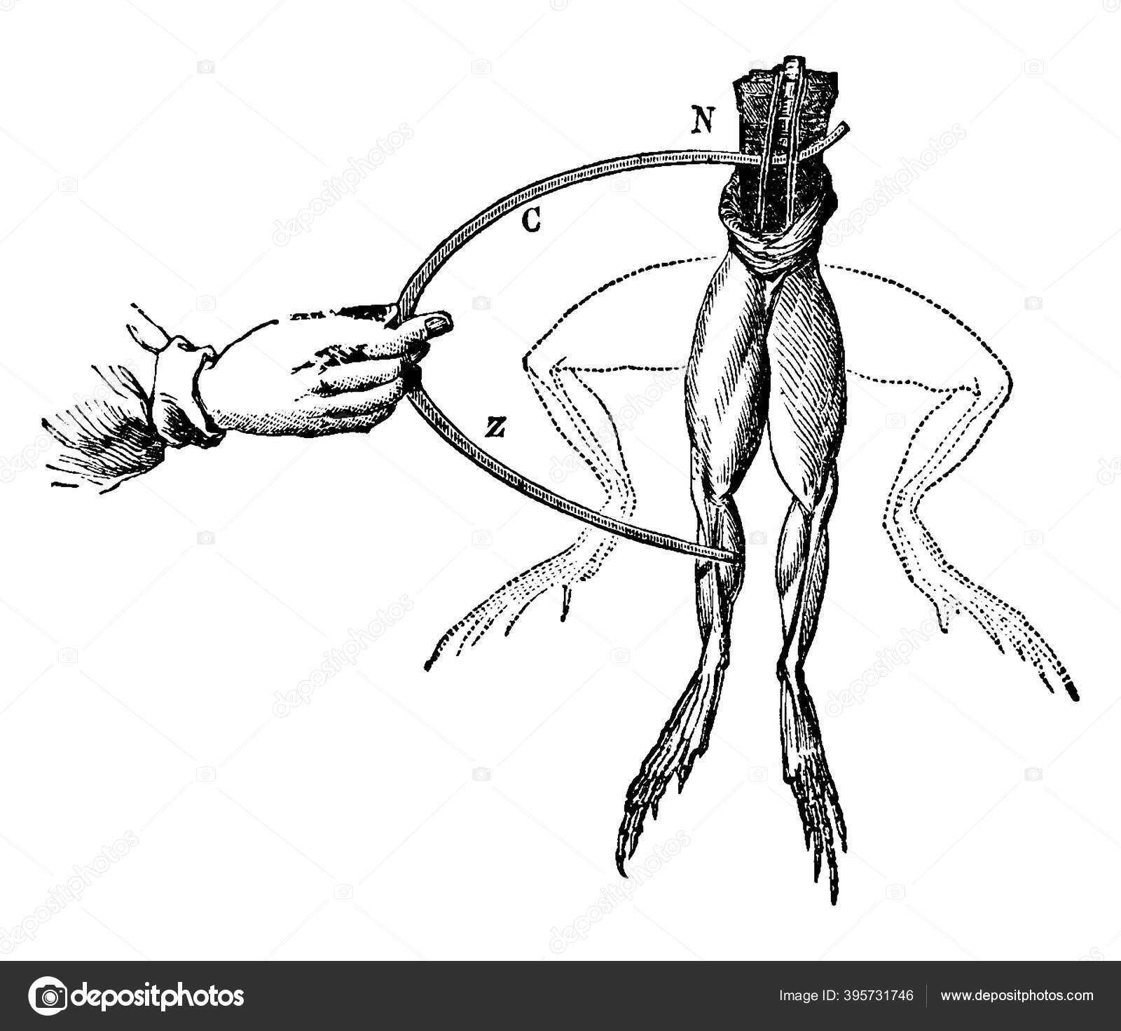 States Whenever Nerves Frog's Leg Were Touched One Metal Muscles Stock ...