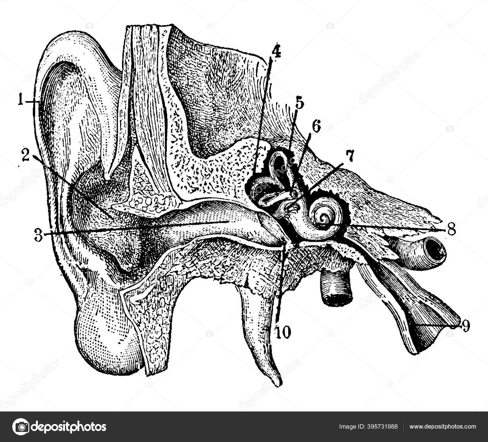 Diagram Showing Anatomy External Internal Ear Vintage Line Drawing ...