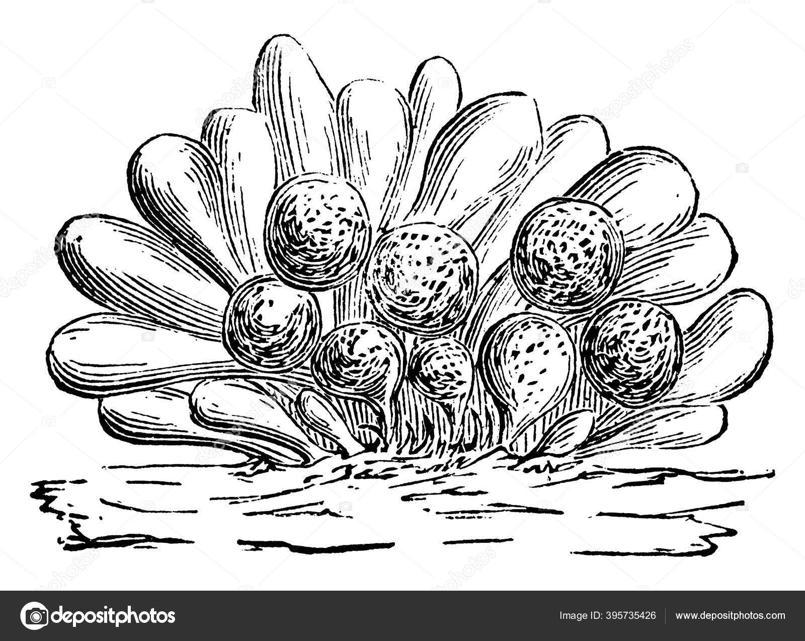 Image Spores Cysts Rose Leaf Vintage Line Drawing Engraving ...