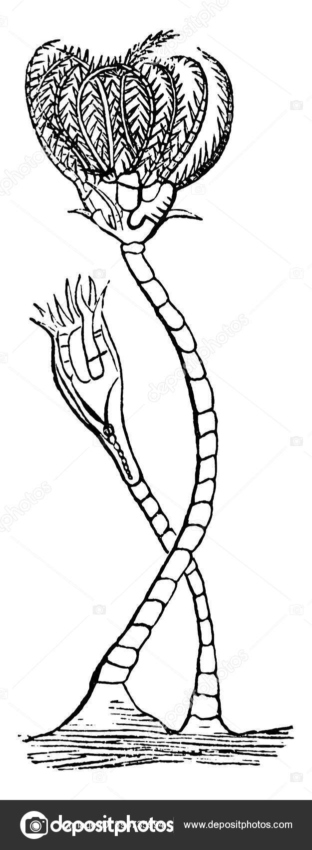 Los Crinoides Son Animales Marinos Que Componen Clase Crinoidea Los ...