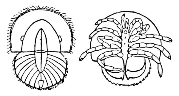 ᐈ Cute cyclops mask stock vectors, Royalty Free polyphemus ...