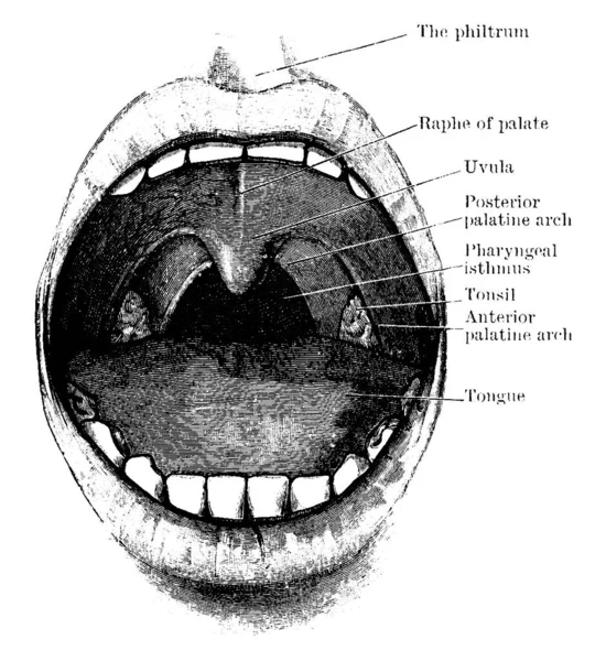 145 Open mouth tonsil Vectors, Royalty-free Vector Open mouth tonsil ...