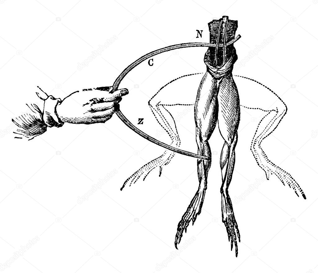 Afirma que cada vez que los nervios de la pierna de una rana fueron ...