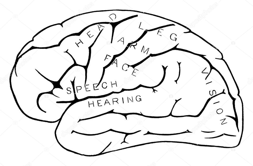 Diagrama de vista lateral del cerebro humano que ilustra las áreas de ...