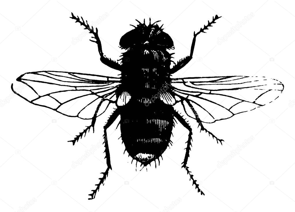 Especie de flavicauda exorista, taquinida de cola amarilla, con manchas ...