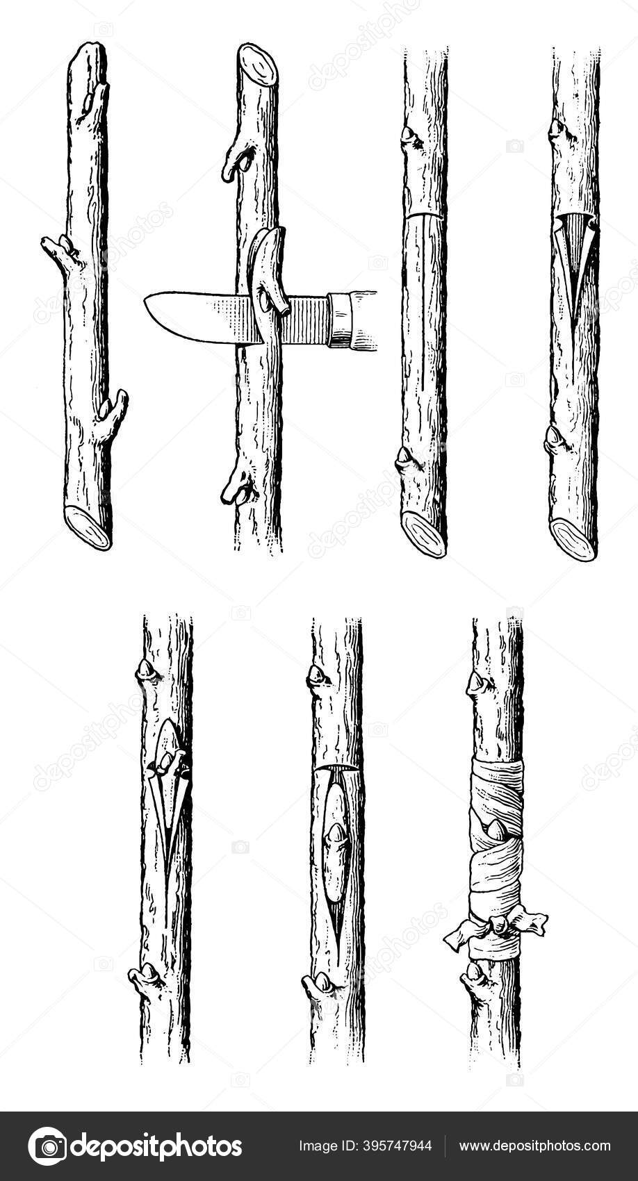 Budding Plants Diagram 2.A Big Idea 2