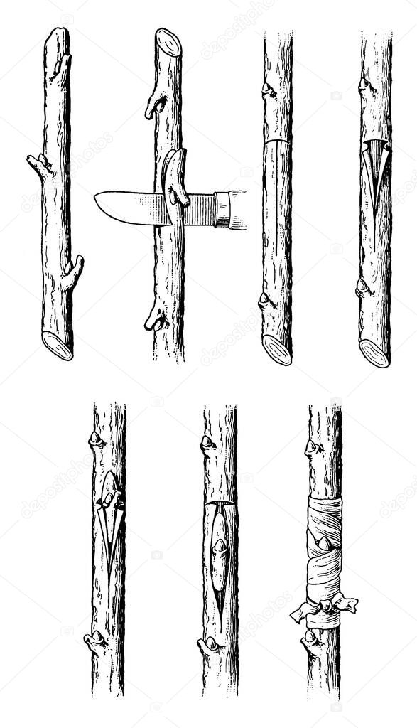 Budding es un tipo de reproducci n asexual. A trav s de esta t cnica nuevo organismo (planta o ...