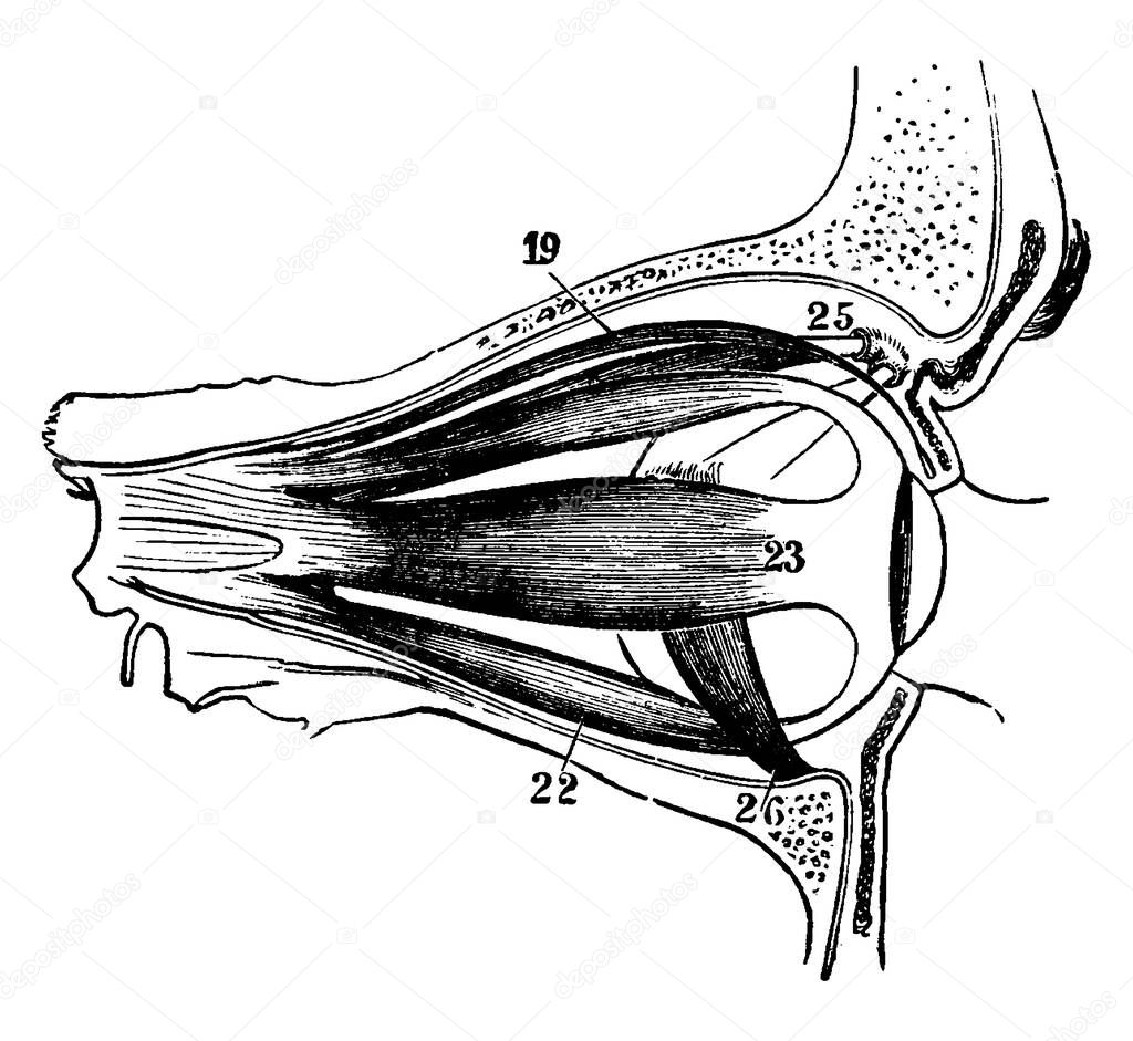 Vettoriale stockMuscoli Del Bulbo Oculare Destro Visti Lato Con Sue ...
