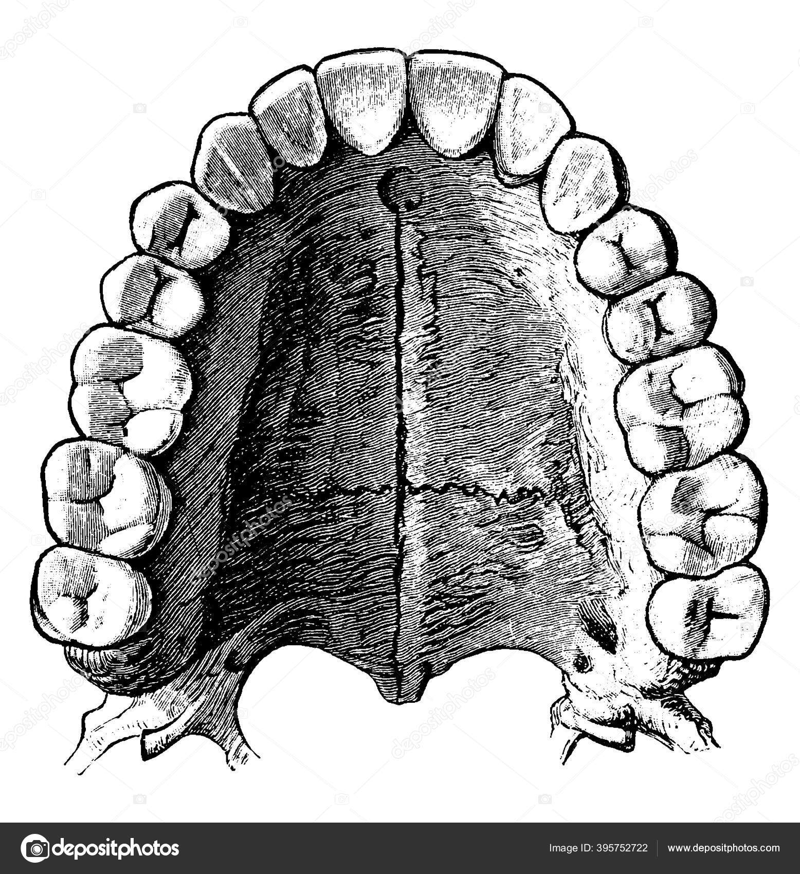 Los Dientes Permanentes Superiores Con Sus Partes Etiquetadas Dibujo ...