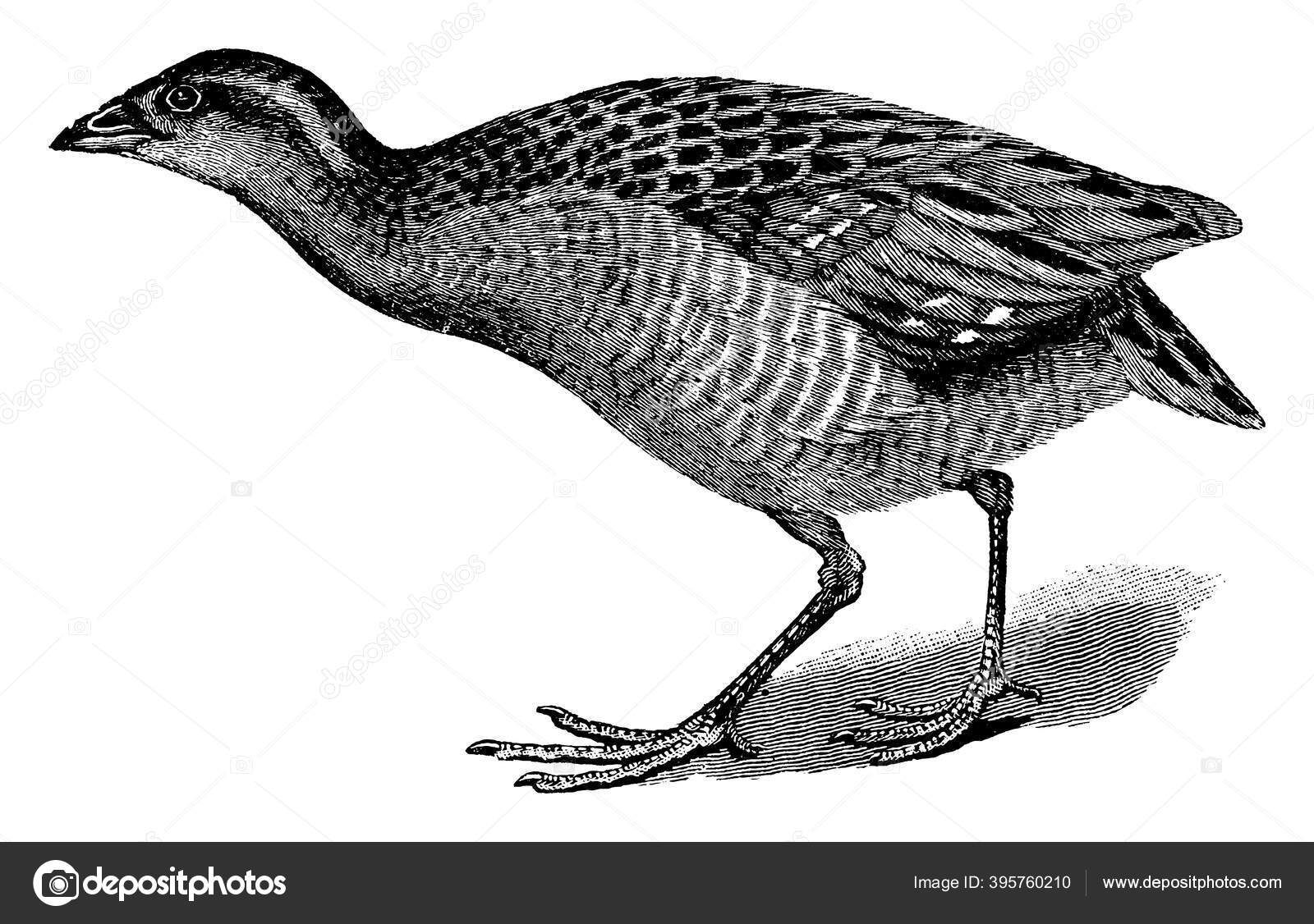 Landrail Corn Crake Bird Rallidae Family Have Solid Bodies Strong Stock ...