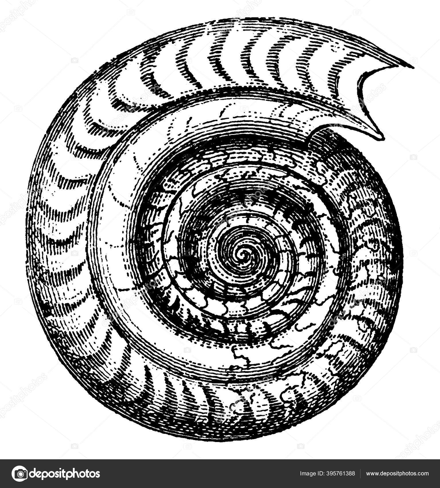Image Ammonites Bifrons Shell Shown Here Spirals Size Three Diagram ...