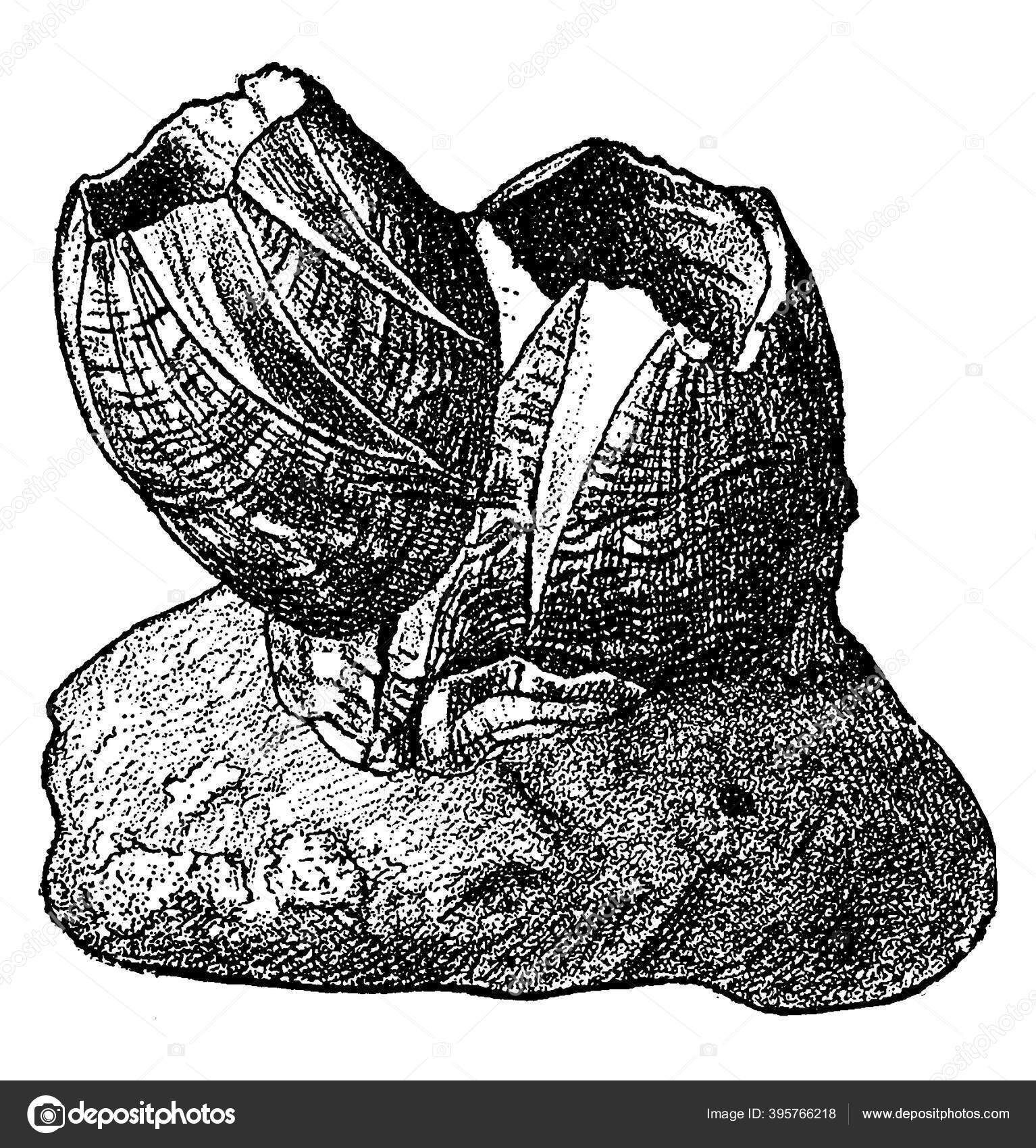 Figure Showing Barnacle Barnacle Marine Crustacean External Shell Which ...