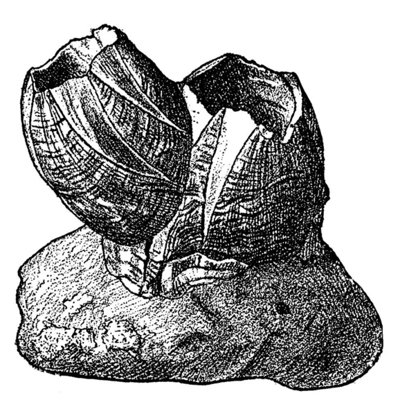 Drawing barnacle Vector Art Stock Images | Depositphotos