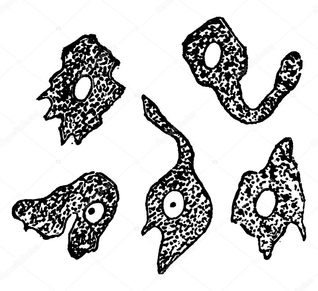 Corpúsculos de sangre blanca o las células, esbozadas a intervalos ...