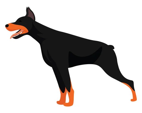 13,587,130 Doberman vs rottweiler Vector Images | Depositphotos