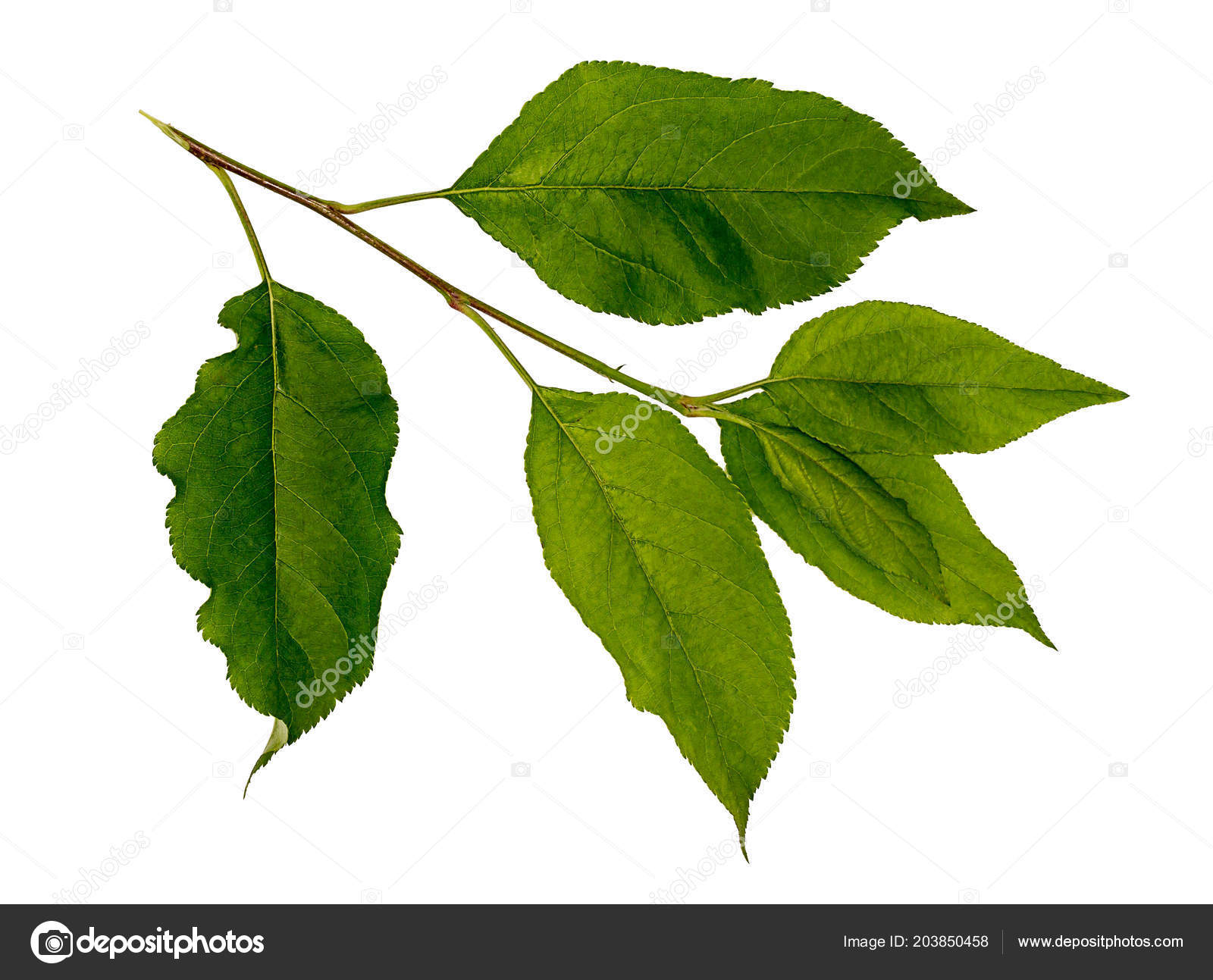 Apple Tree Leaves