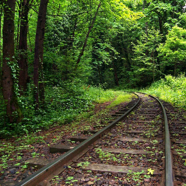 Train tracks forest Stock Photos, Royalty Free Train tracks forest ...