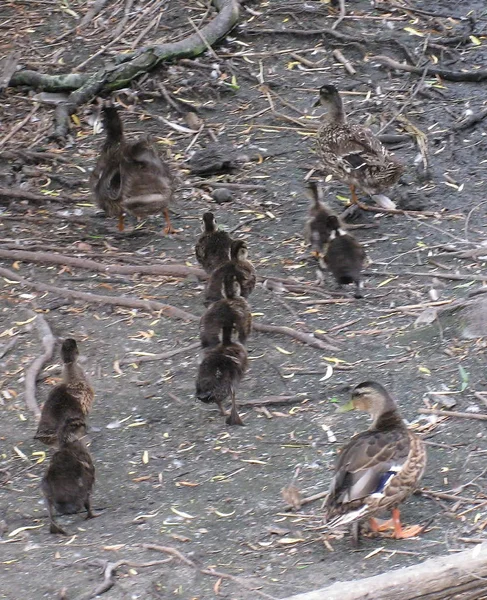 Siete patitos Stock Photos, Royalty Free Siete patitos Images | Depositphotos