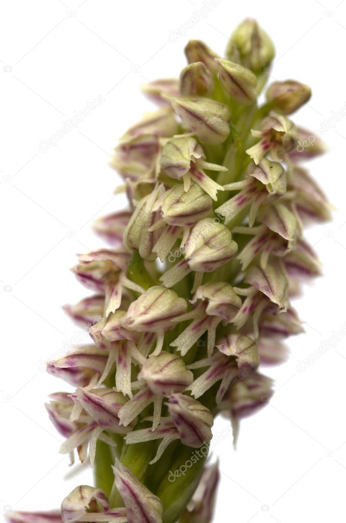 Primer plano de las flores de una densa orquídea sobre blanco - Neotinea maculata 2024