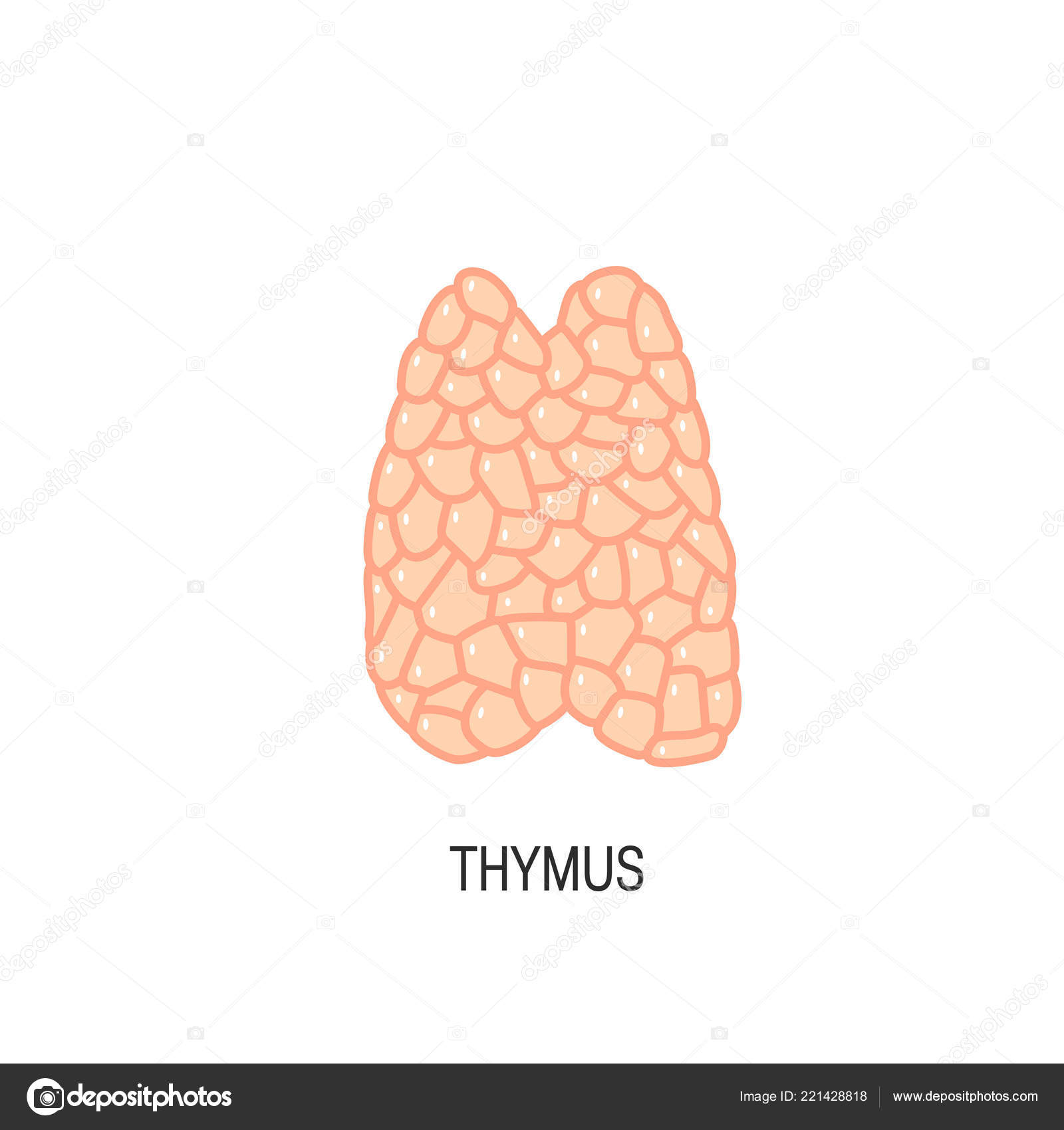 Ilustración del vector del timo vector, gráfico vectorial © marina_ua ...