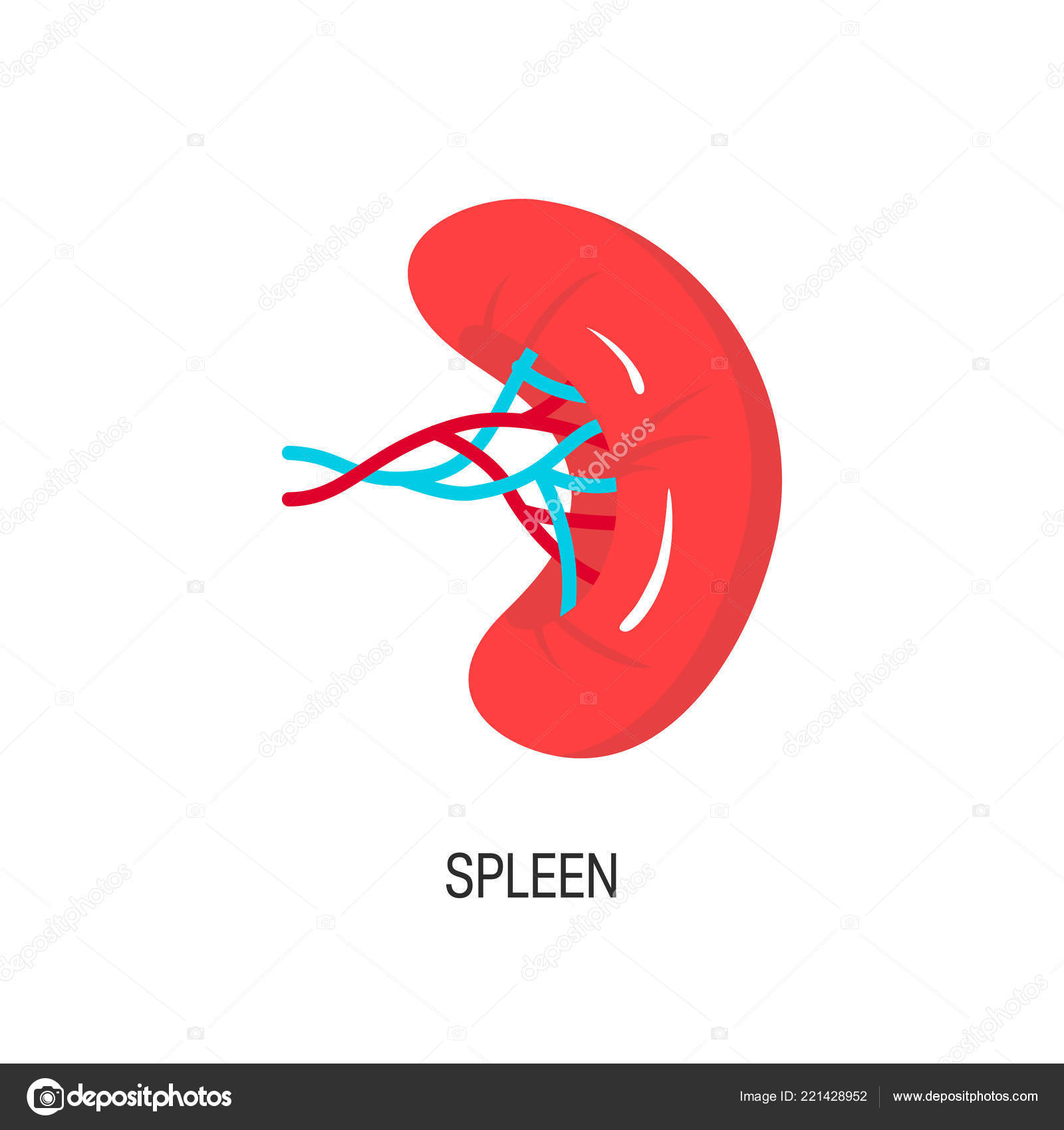 Spleen vector illustration Stock Vector by ©marina_ua 221428952