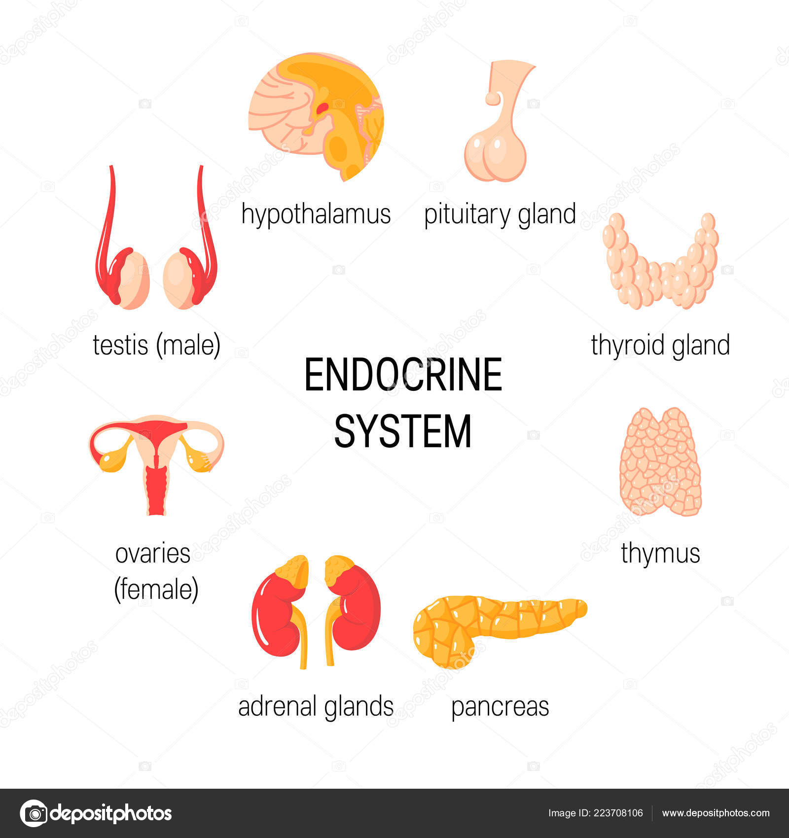 Conjunto de órgãos endócrinos. Infográfico vetorial simples em estilo plano vetor(es) de stock ...