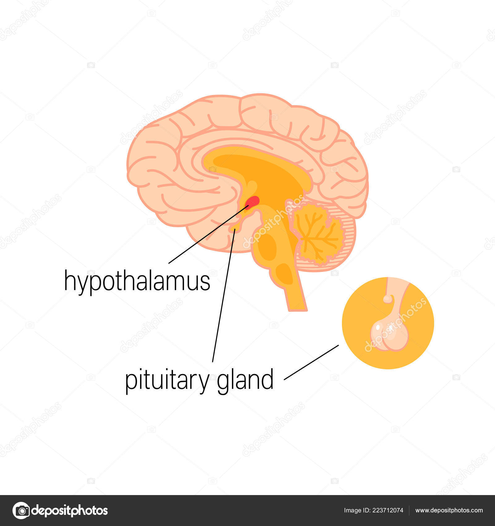 Endocrine Glands In Brain
