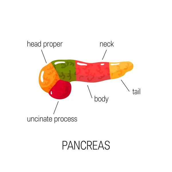 Functions of pancreas concept. Vector illustration Stock Vector by ...