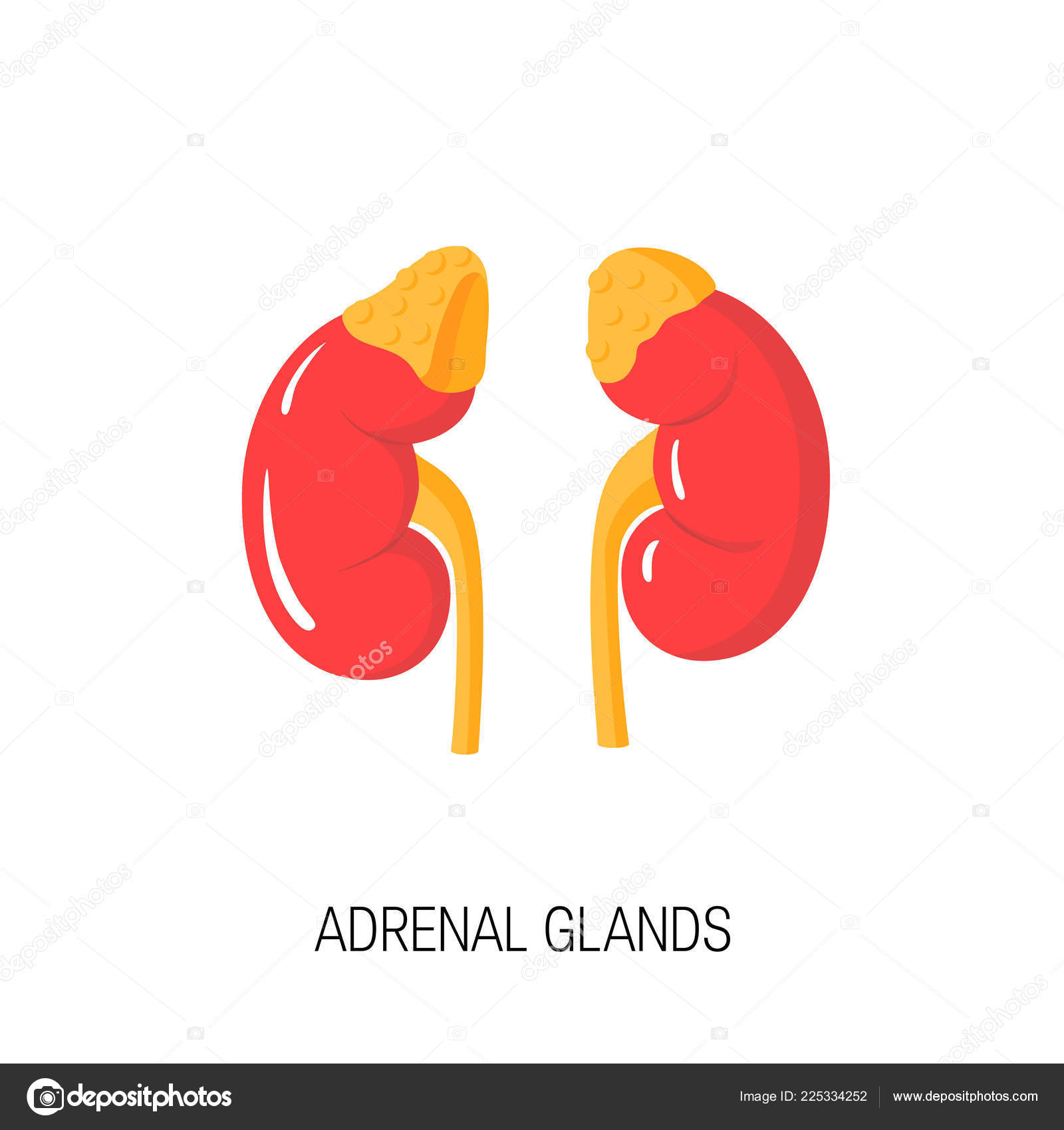 Diagrama vetorial das glândulas supra-renais em estilo plano . Vetor de ...