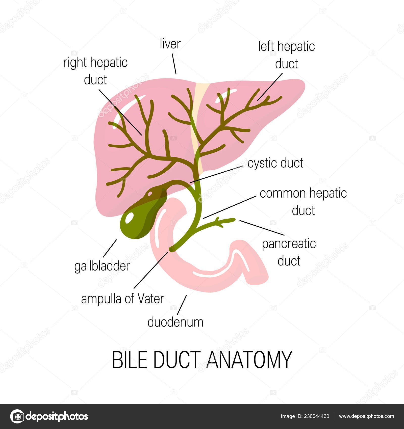 Conducto biliar humano, ilustración vectorial vector, gráfico vectorial ...