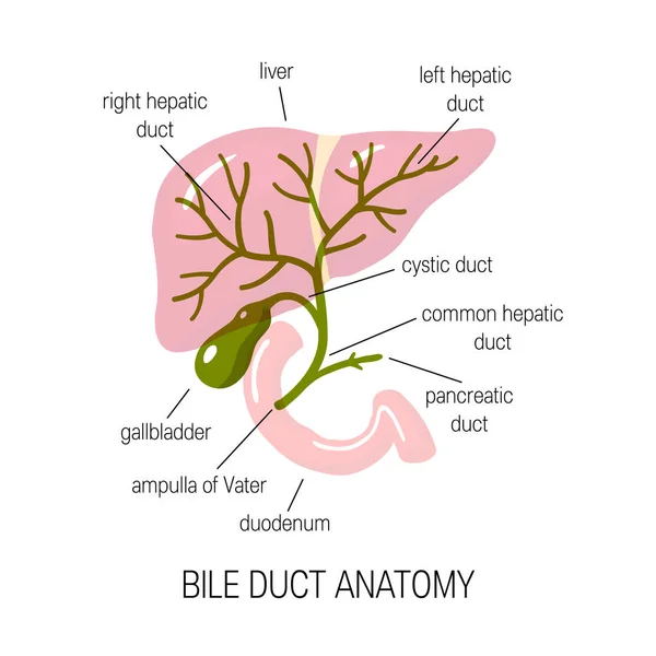100,000 Gall bladder anatomy Vector Images | Depositphotos