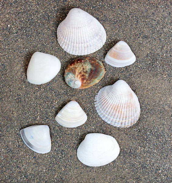 Beach seashells Stock Photos, Royalty Free Beach seashells Images ...