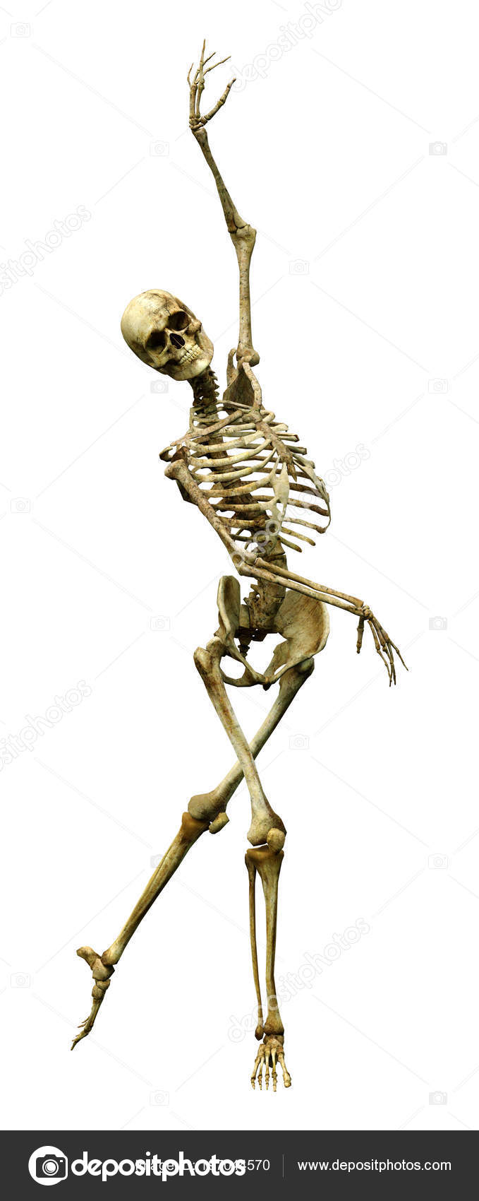 Rendering Human Skeleton Isolated White Background Stock Photo by ...