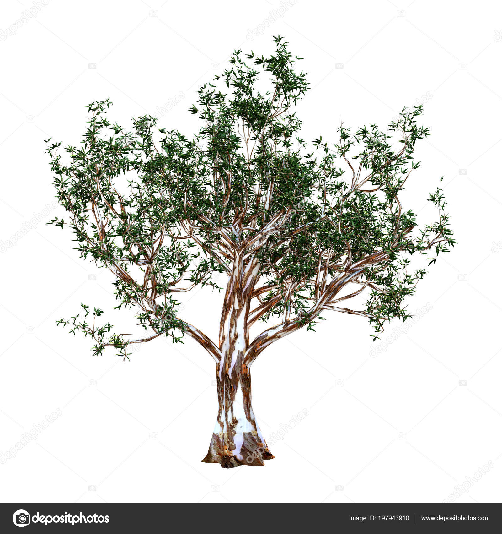 Representación Árbol Goma Roja Aislado Sobre Fondo Blanco — Foto de ...