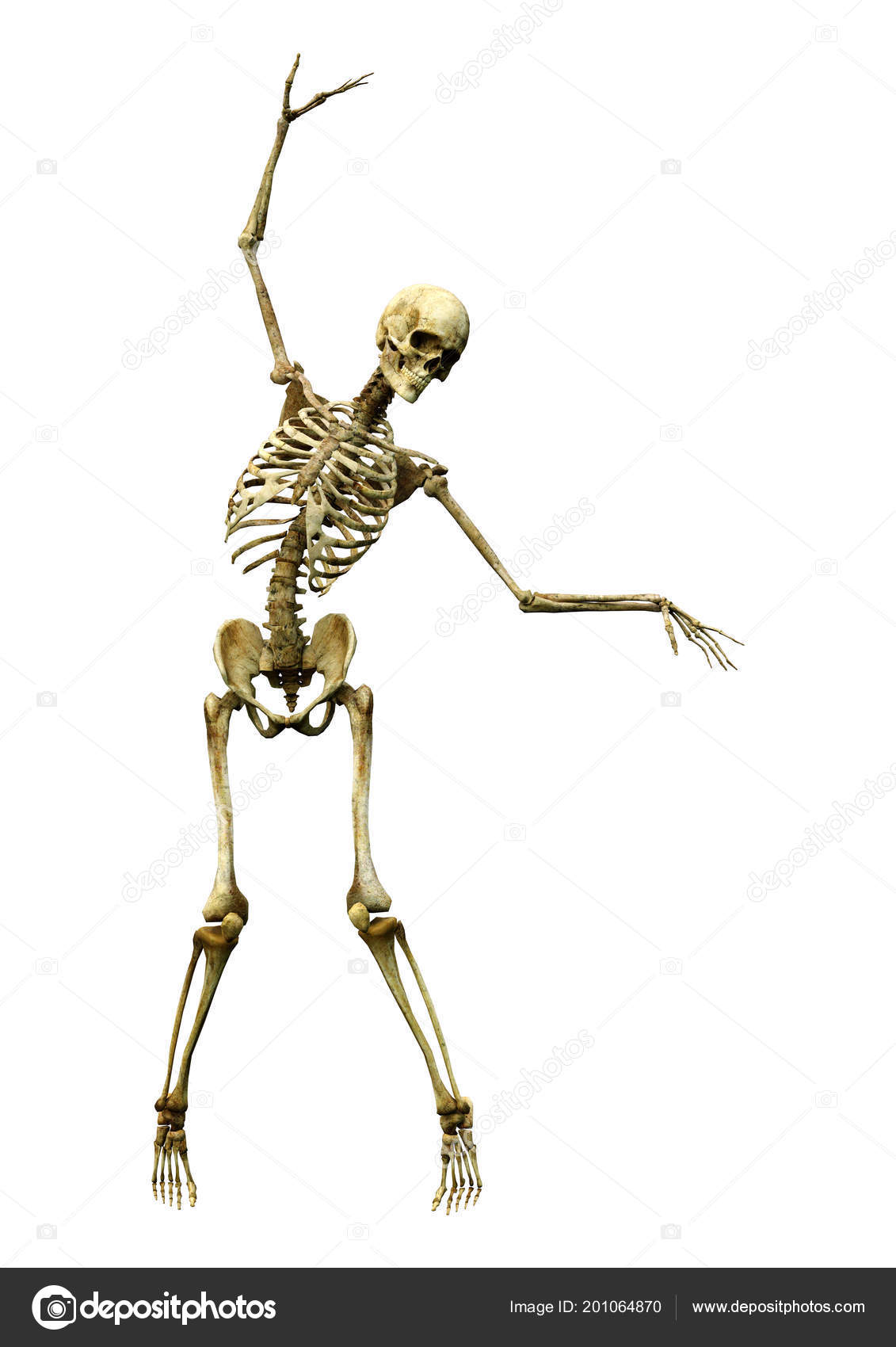 Rendering Human Skeleton Isolated White Background — Stock Photo ...
