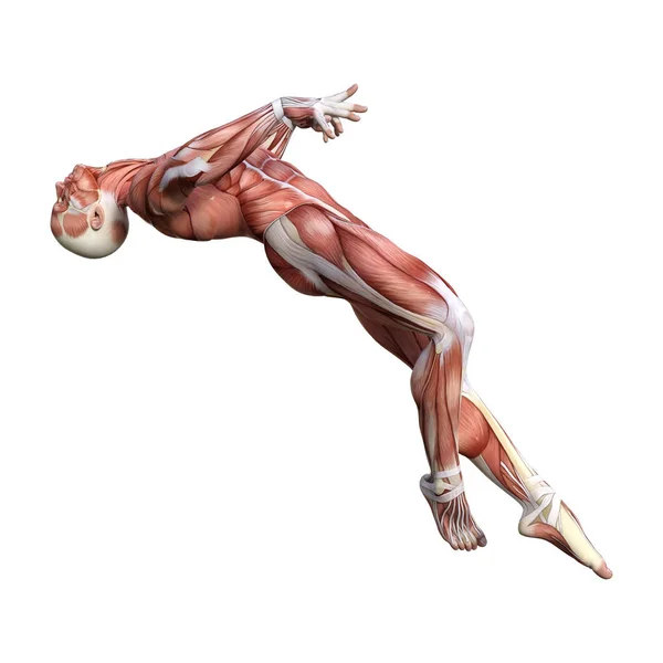 3D Rendering Muscle Maps Stock Photo by ©PhotosVac 164991458