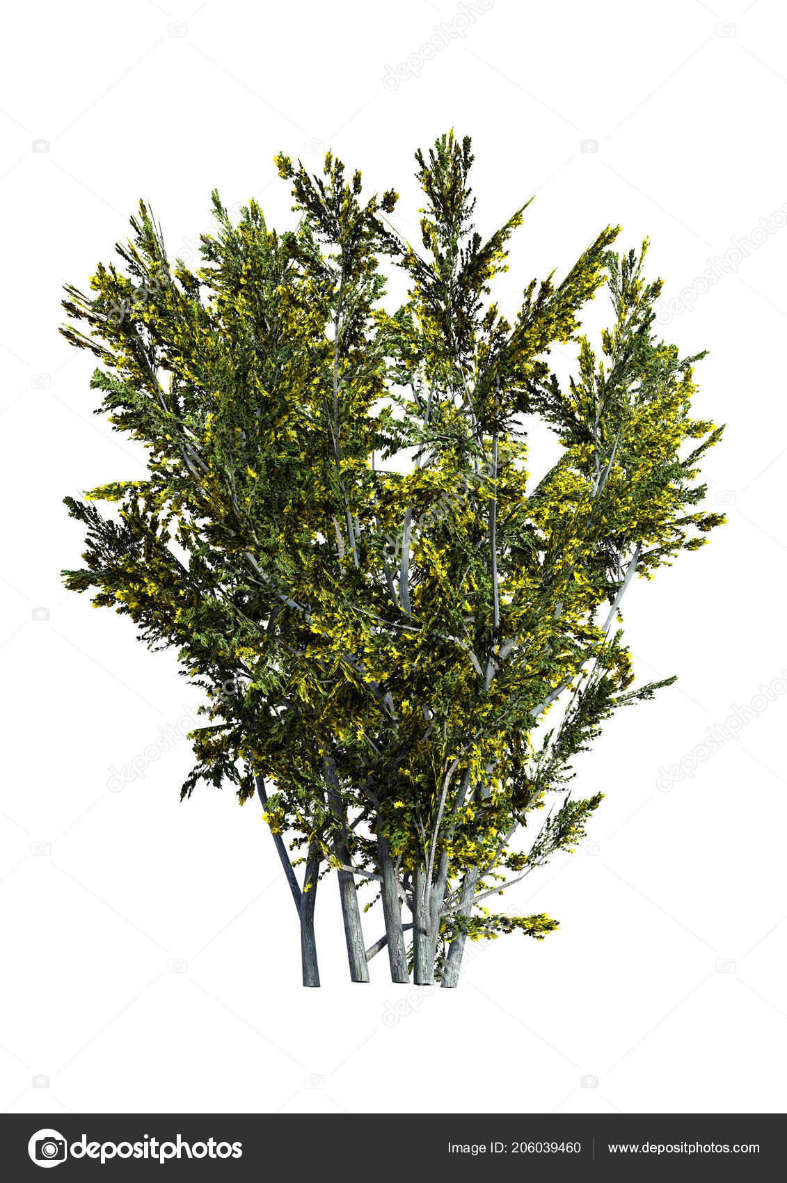 Creosote Bush Drawing