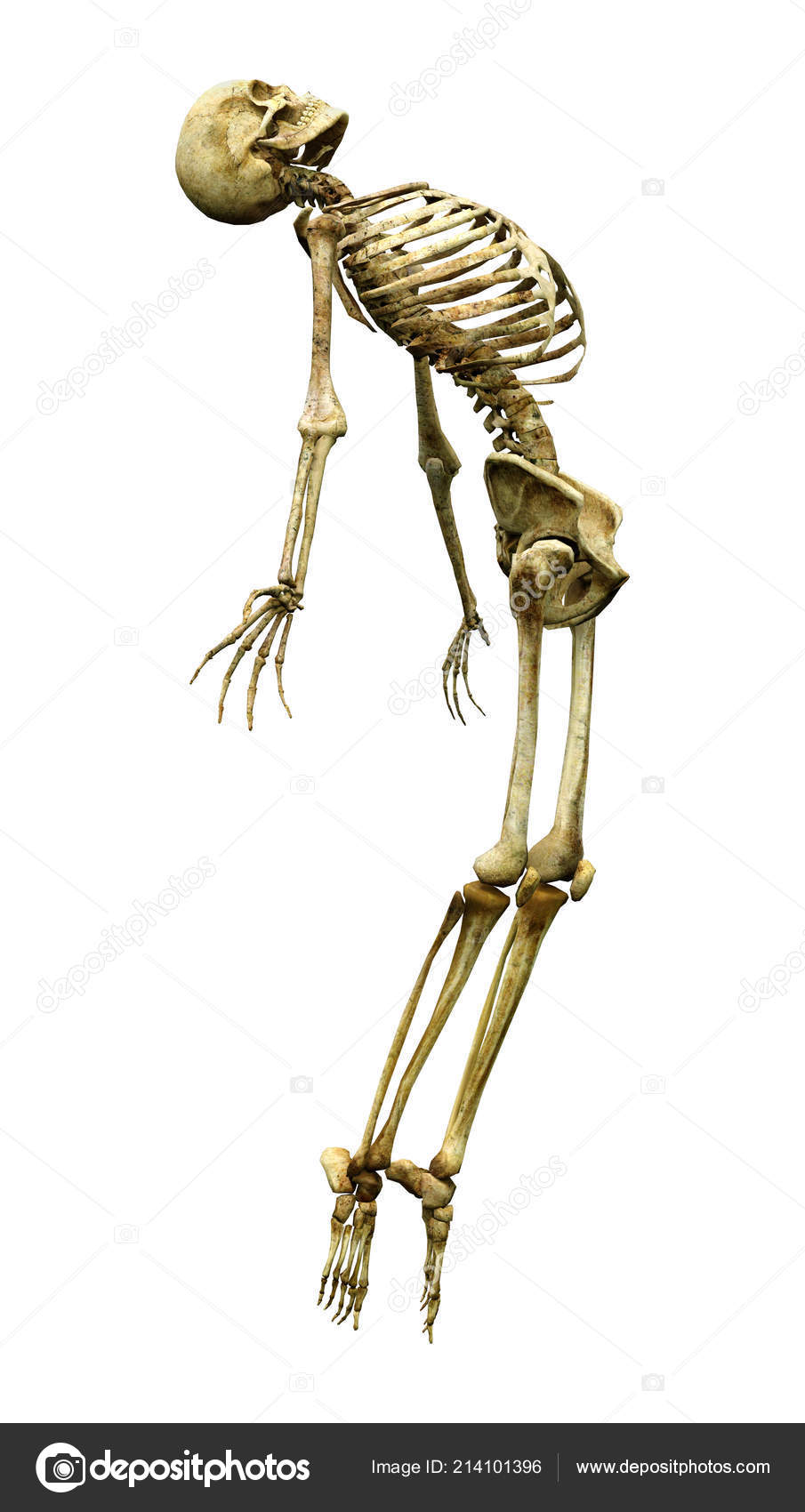 Rendering Human Skeleton Isolated White Background Stock Photo by ...