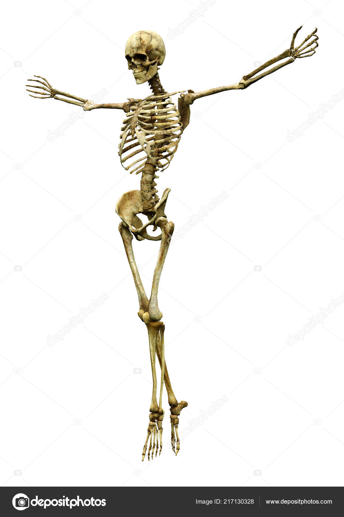 Rendering Human Skeleton Isolated White Background — Stock Photo ...