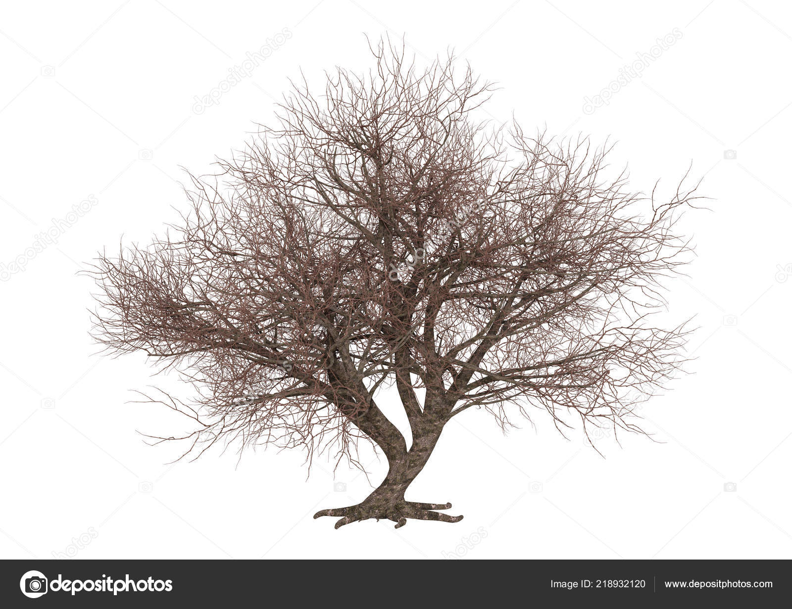 Rendering Leafless Sakura Tree Isolated White Background Stock Photo by ...