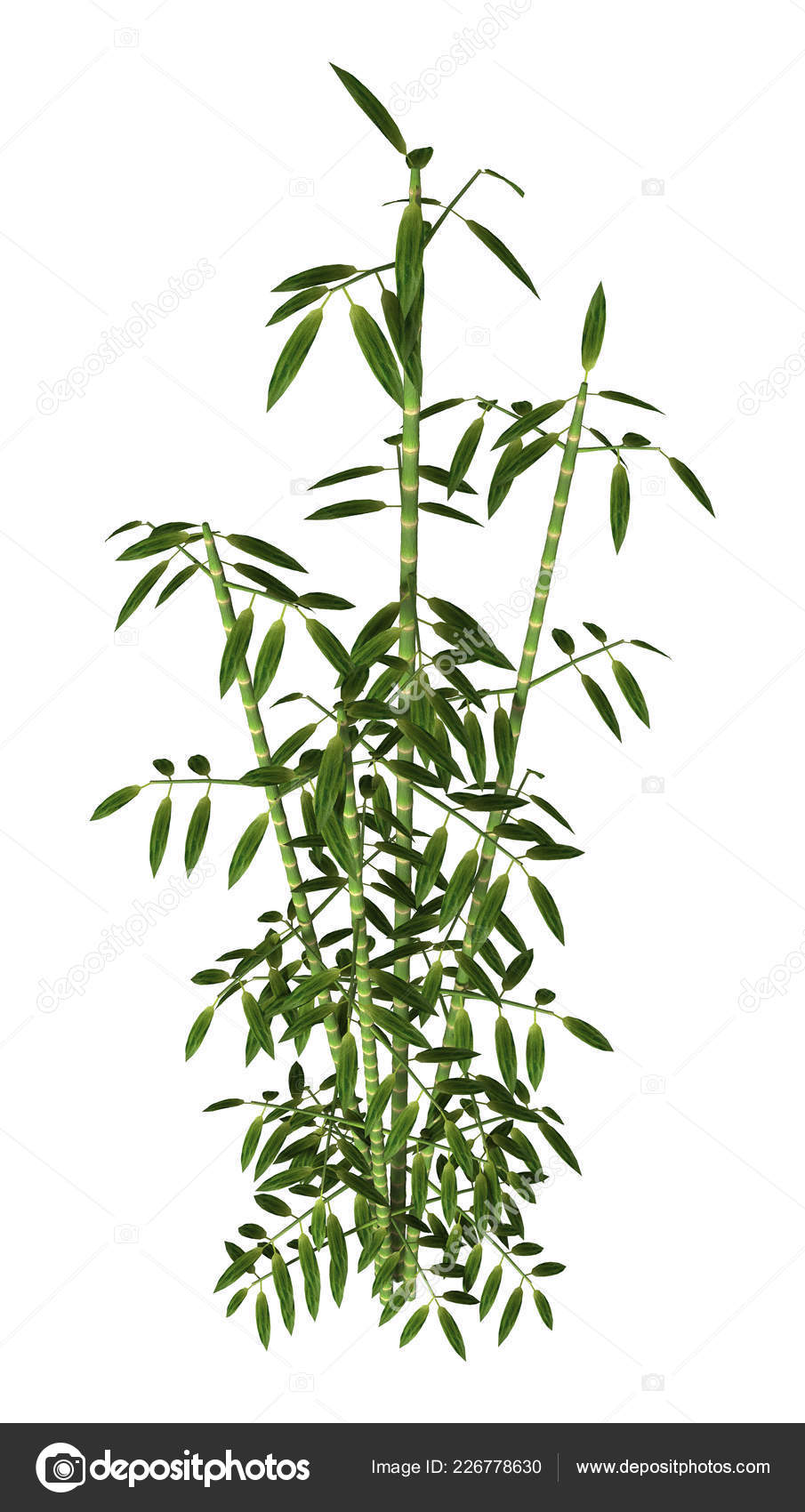 Rendering Green Bamboo Trees Isolated White Background Stock Photo by ...