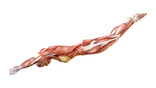 3D Rendering Female Anatomy Figure on White Stock Photo by ©PhotosVac ...