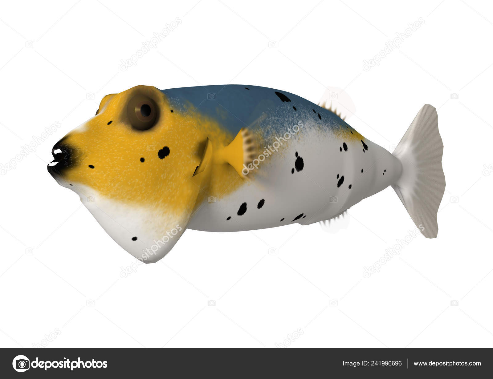 Dog Face Puffer Fish