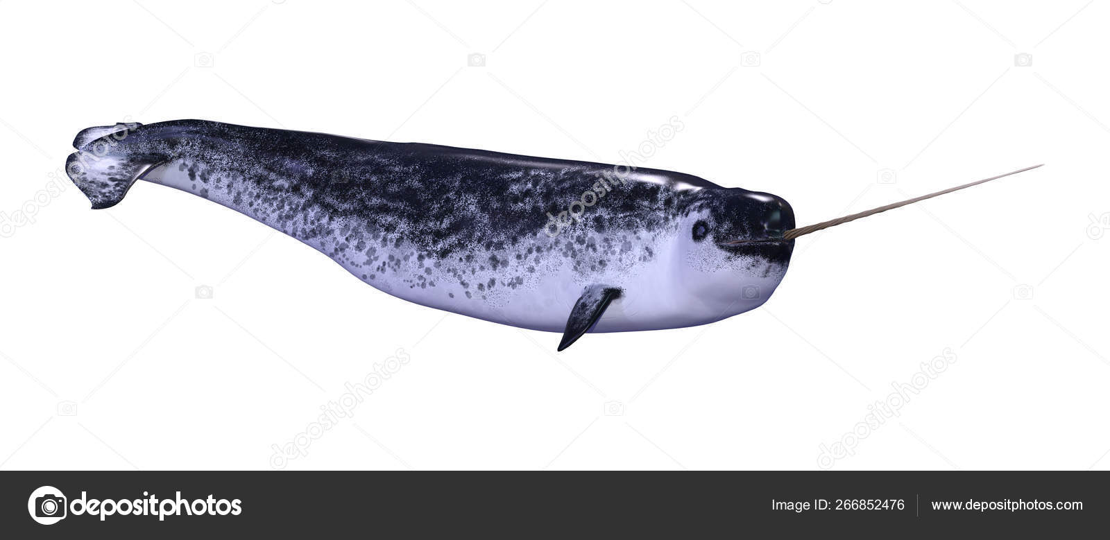 Representación 3D de Narval Masculino en Blanco — Foto de stock ...