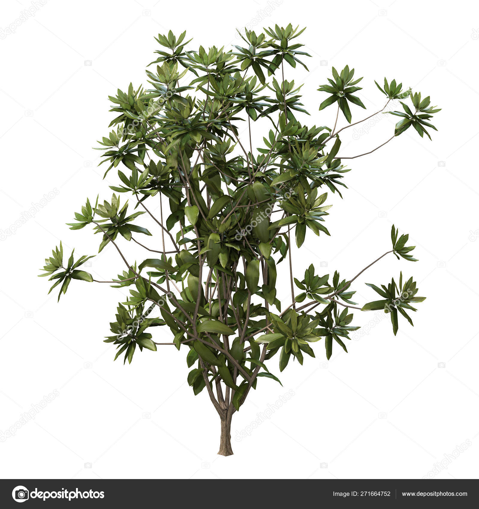 3D Rendering Rhododendron Plant on White Stock Photo by ©PhotosVac ...