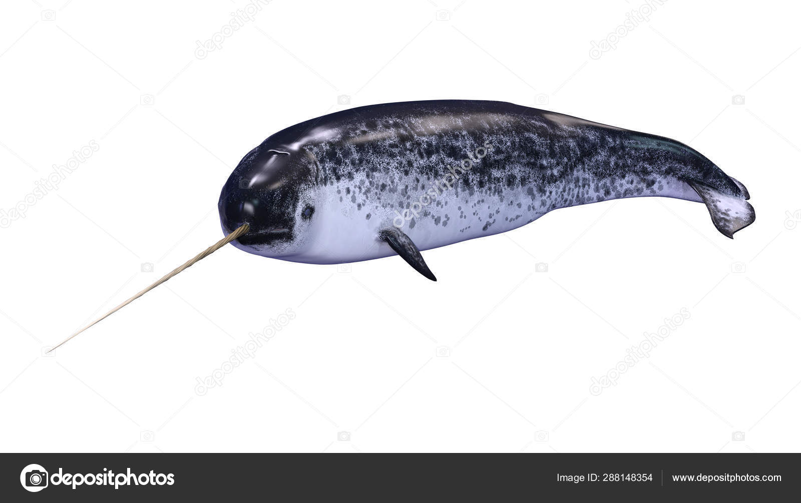 3D Rendering Male Narwhal on White Stock Photo by ©PhotosVac 288148354