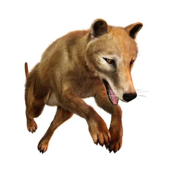 10,000,000+ imágenes de Fossa angry libres de derechos | Depositphotos