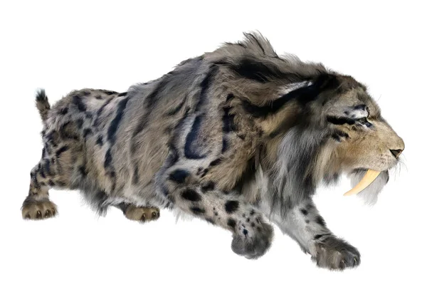 Sabertooth tiger Stock Photos, Royalty Free Sabertooth tiger Images | Depositphotos