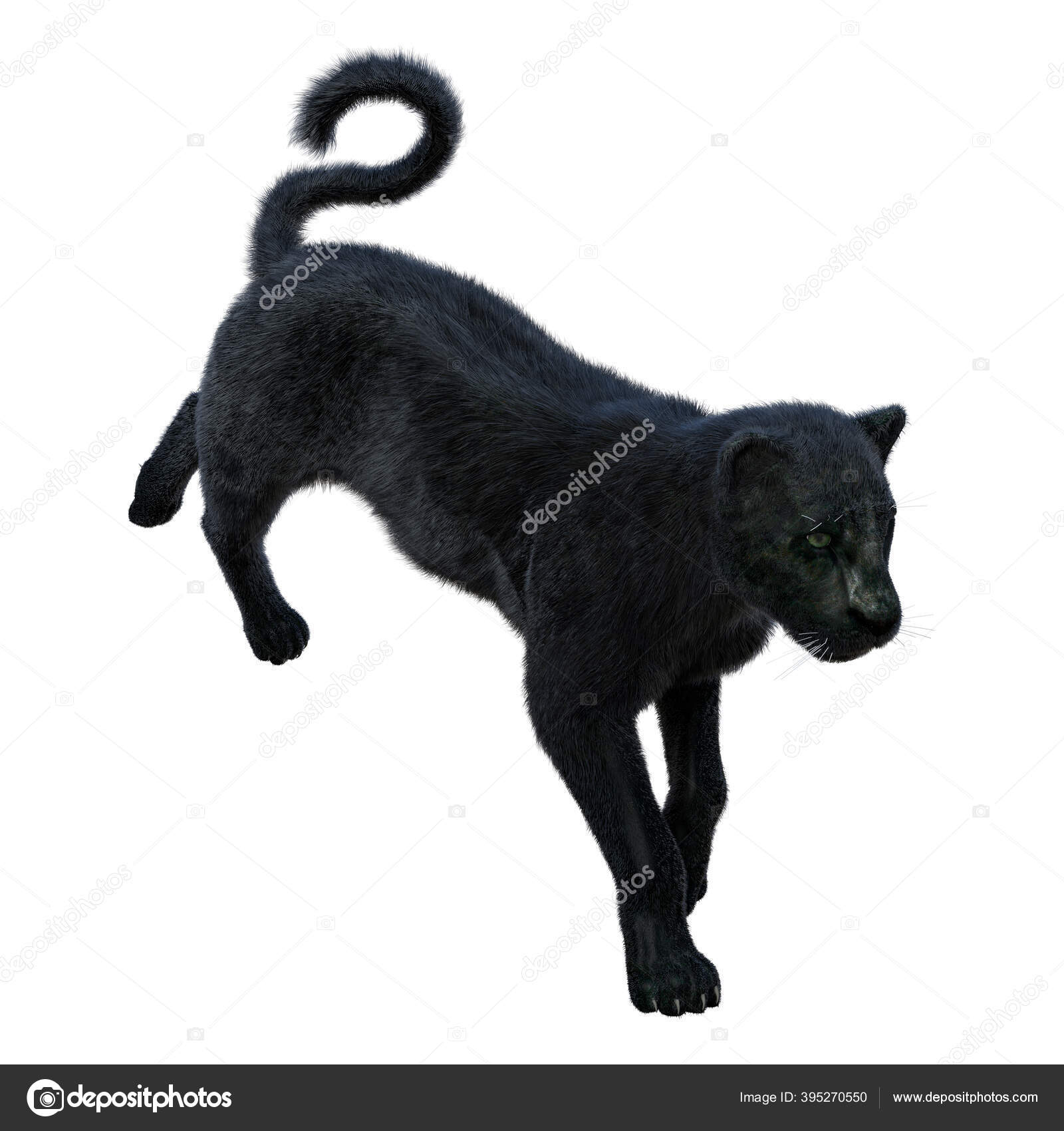 Panther Pouncing