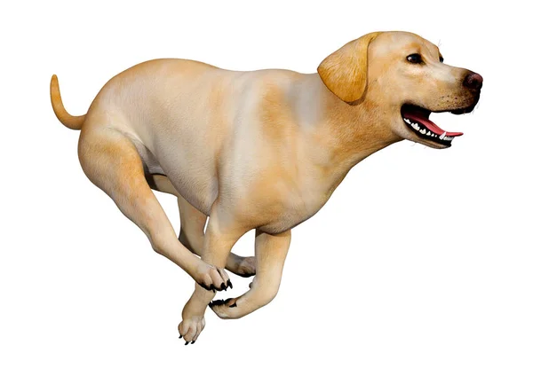Rendering Yellow Labrador Dog Isolated White Background — Stock Photo ...